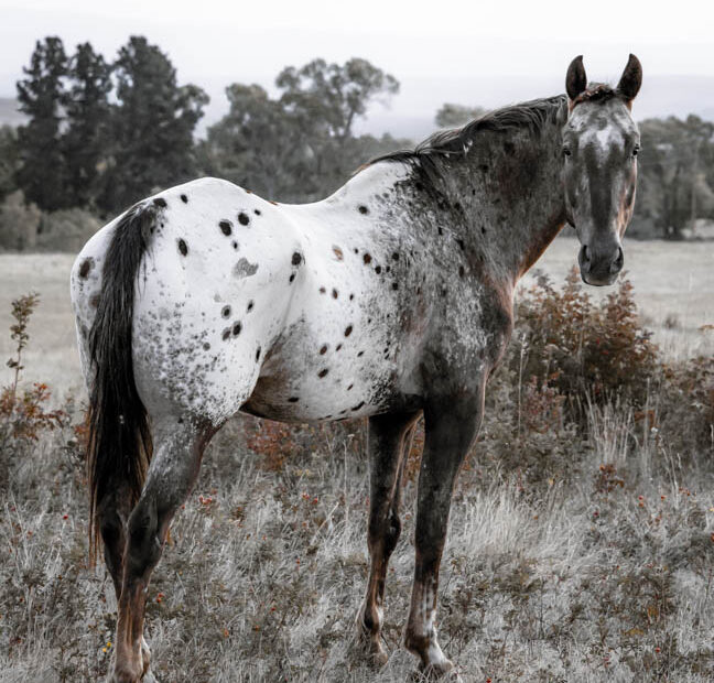 What Horses Teach Us About Presence (And Why Artists Are Listening)